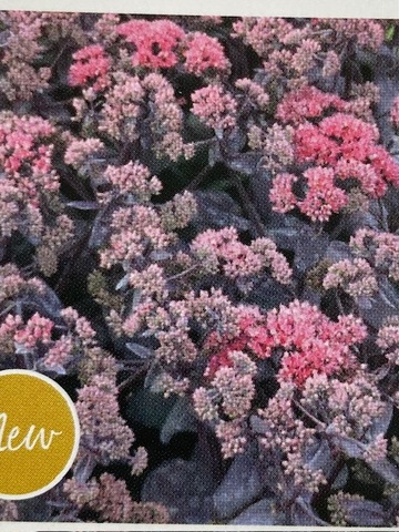 Rock 'N Grow Midnight Velvet Stonecrop (Sedum 'Rock 'N Grow Midnight ...