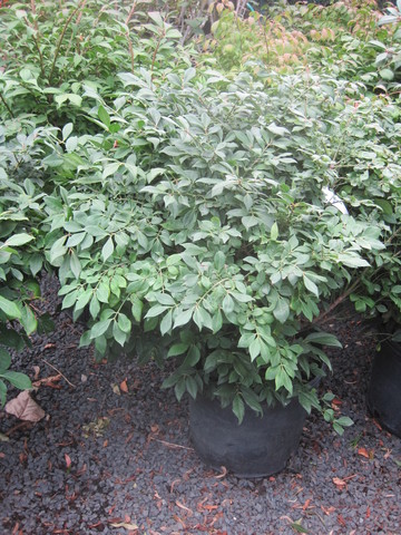 Little Moses Winged Spindle Tree (Euonymus alatus 'Odom' LITTLE MOSES ...