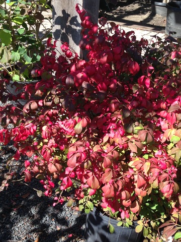 Little Moses Winged Spindle Tree (Euonymus alatus 'Odom' LITTLE MOSES ...