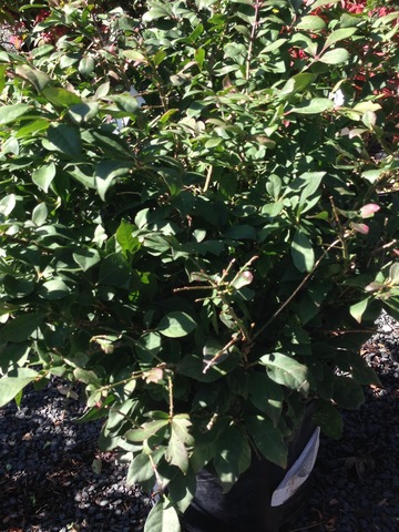 Little Moses Winged Spindle Tree (Euonymus alatus 'Odom' LITTLE MOSES ...