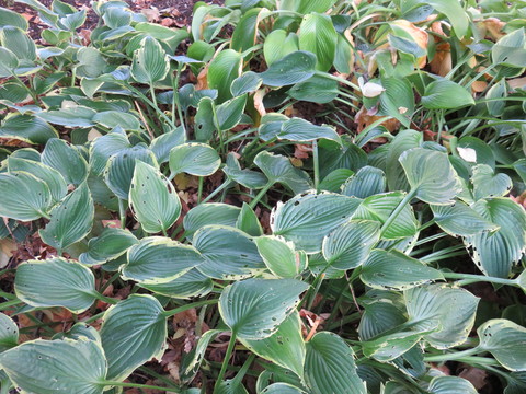Yellow-Coiled Japanese Hosta (Hosta tokudama 'Flavocircinalis ...