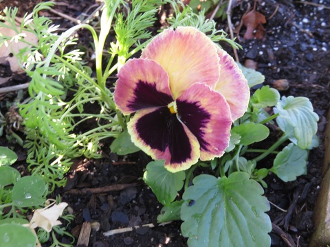 Matrix Sunrise Pansy (Viola x wittrockiana 'Pas334539' MATRIX SUNRISE ...