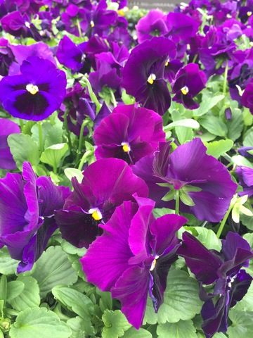 Delta Premium Pure Violet (Viola x wittrockiana 'Delta Premium Pure ...