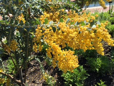 Knifeleaf Acacia (Acacia cultiriformis) - Winnetka Plant Club | North ...