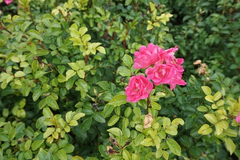 Easy Elegance Little Mischief Shrub Rose (Rosa 'Easy Elegance Little ...