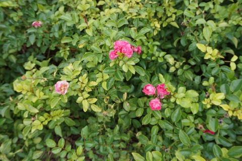 Easy Elegance Little Mischief Shrub Rose (Rosa 'Easy Elegance Little ...