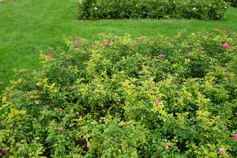 Easy Elegance Little Mischief Shrub Rose (Rosa 'Easy Elegance Little ...