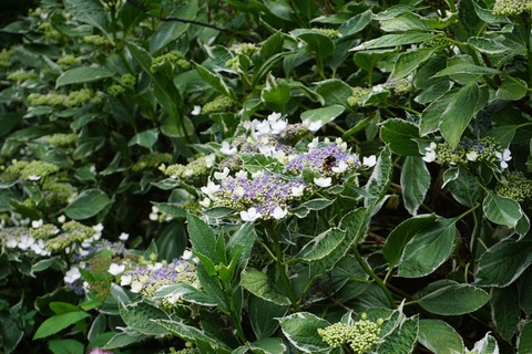Variegated Hydrangea (Hydrangea 'Variegata') - North Shore Plant Club