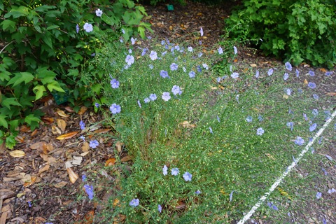 Prairie Flax (Linum lewisii) - Winnetka Plant Club | North Shore Plant Club