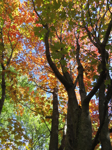 Endowment Sugar Maple (Acer saccharum 'Endowment') - North Shore Plant Club
