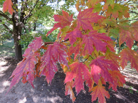 Endowment Sugar Maple (Acer saccharum 'Endowment') - North Shore Plant Club