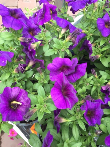 Petchoa Supercal Blue (Petchoa 'SAKPXC006' PETCHOA SUPERCAL BLUE ...