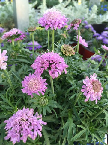 Ritz Rose Pincushion Flower (Scabiosa japonica var alpina 'Ritz Rose ...
