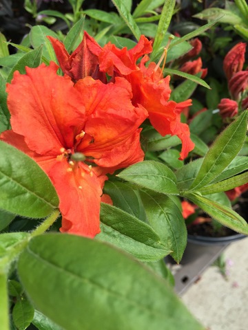 Gibraltar Azalea (Rhododendron 'Gibraltar') - Winnetka Plant Club ...