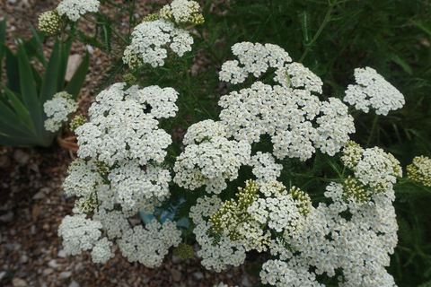 Snow Sport Yarrow (Achillea 'Snow Sport') - Winnetka Plant Club | North ...