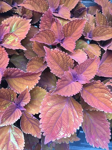 Wall Street Coleus (Solenostemon scutellarioides 'Wall Street ...