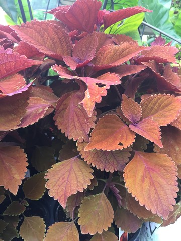 Wall Street Coleus (Solenostemon scutellarioides 'Wall Street ...