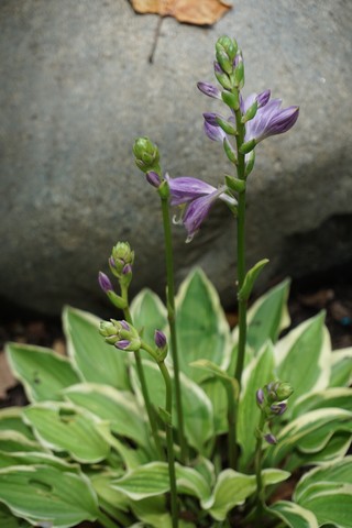 Little Wonder Hosta (Hosta 'Little Wonder') - Winnetka Plant Club ...