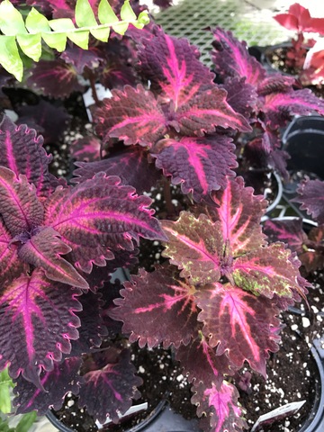 Flamingo Coleus (Solenostemon scutellarioides 'Flamingo') - Winnetka ...
