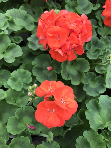 Rocky Mountain Orange Zonal Geranium (Pelargonium x hortorum 'Rocky ...