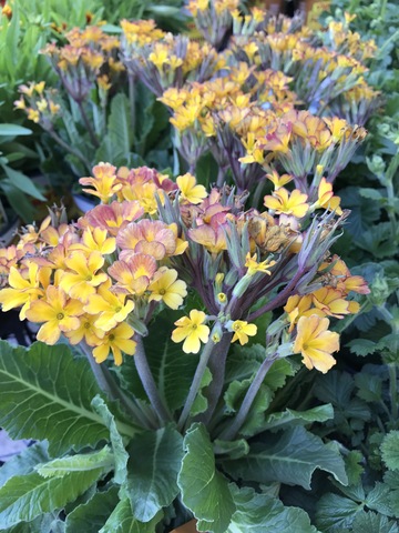 Oakleaf Primrose (Primula vulgaris var oakleaf) - Winnetka Plant Club ...