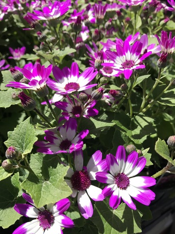 Baby Magenta Bicolor Cineraria (Pericallis x hybrida 'Baby Senetti ...
