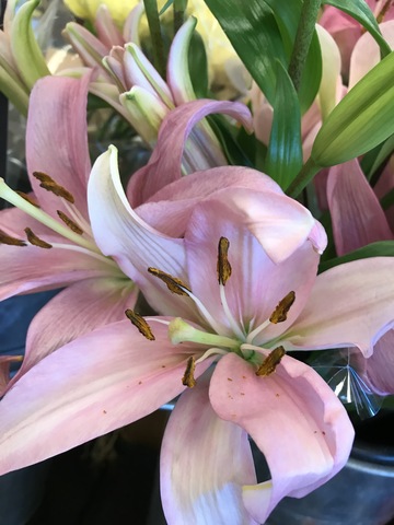 Merlet LA Hybrid Lily (Lilium 'Merlet') - Winnetka Plant Club | North ...
