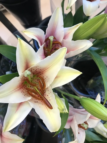 Tiber Oriental Lily (Lilium 'Tiber') - Winnetka Plant Club | North ...