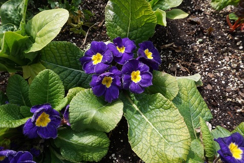 Hethor Giant Blue Primrose (Primula 'Hethor Giant Blue') - Winnetka ...
