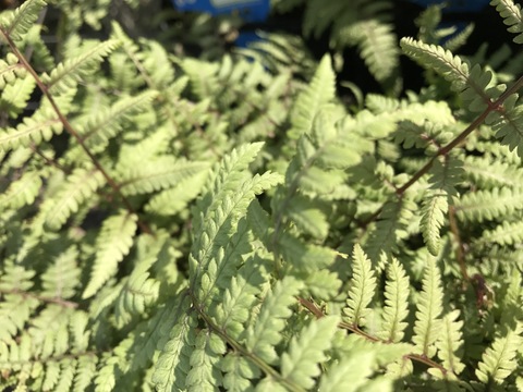 Branford Beauty Painted Fern (Athyrium 'Branford Beauty') - Winnetka ...