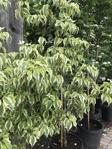 Tri-splendor Dogwood (Cornus kousa 'Tri-Splendor') - Winnetka Plant ...