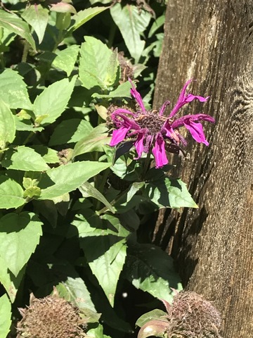 Rockin Raspberry Bee Balm (Monarda 'Rockin Raspberry') - Winnetka Plant ...