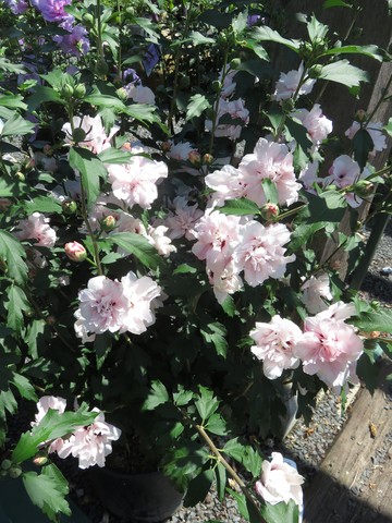 Rose of Sharon - Blushing Bride (Hibiscus syriacus 'Blushing Bride ...