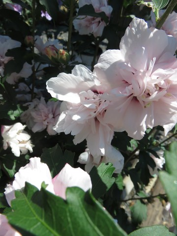Rose of Sharon - Blushing Bride (Hibiscus syriacus 'Blushing Bride ...