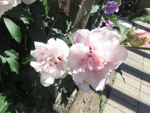 Rose of Sharon - Blushing Bride (Hibiscus syriacus 'Blushing Bride ...