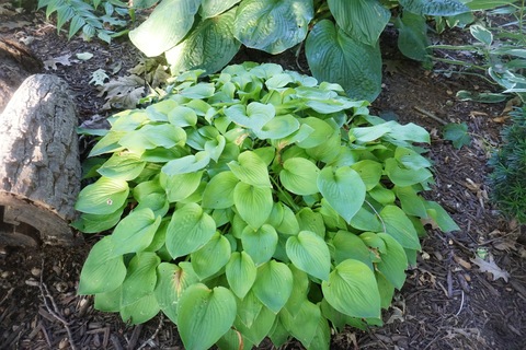 Golden Spider Plantain Lily (Hosta 'Golden Spider') - Winnetka Plant ...