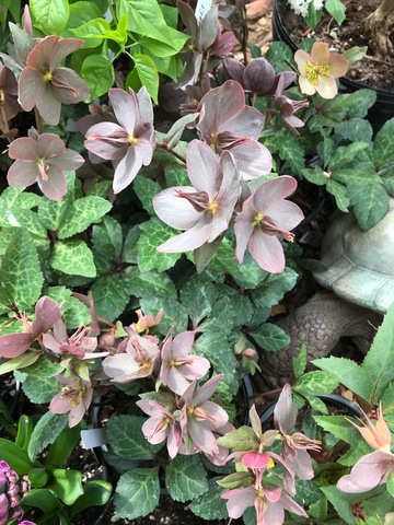Merlin Lenten Rose (Helleborus 'Merlin') - Winnetka Plant Club | North ...