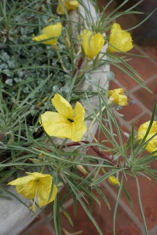 Shimmer Evening Primrose (Oenothera macrocarpa ssp. fremontii 'Shimmer ...