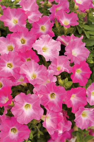 Supertunia Trailing Bright Pink Petunia (Petunia 'Supertunia Trailing ...