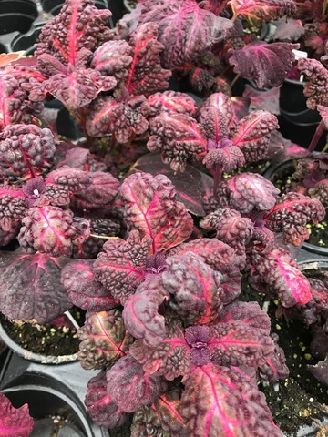Flamingo Coleus (Solenostemon scutellarioides 'Flamingo') - Winnetka ...