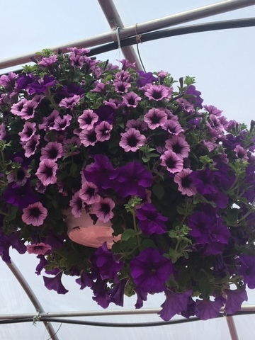 Supertunia Pink & Purple Mix Hanging Basket (Supertunia Pink & Purple ...
