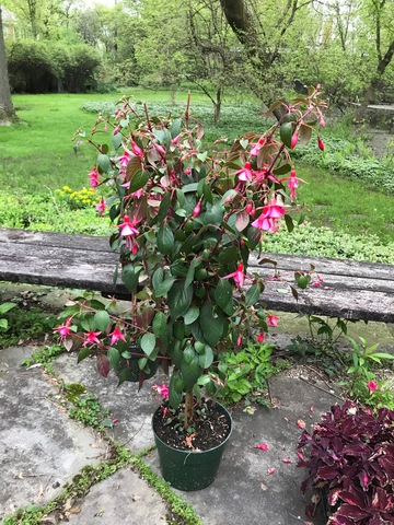 Fuchsia Standard (Fuchsia Standard) - Winnetka Plant Club | North Shore ...