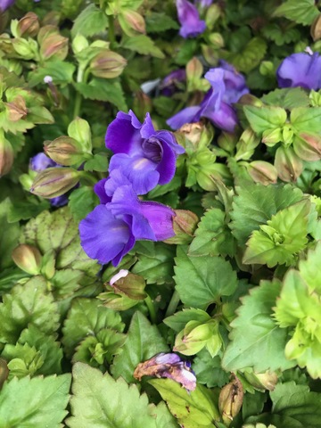 Blue Moon Torenia (Torenia 'Blue Moon') - Winnetka Plant Club | North ...