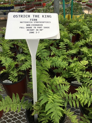 The King Ostrich Fern (Matteuccia struthiopteris 'The King') - Winnetka ...